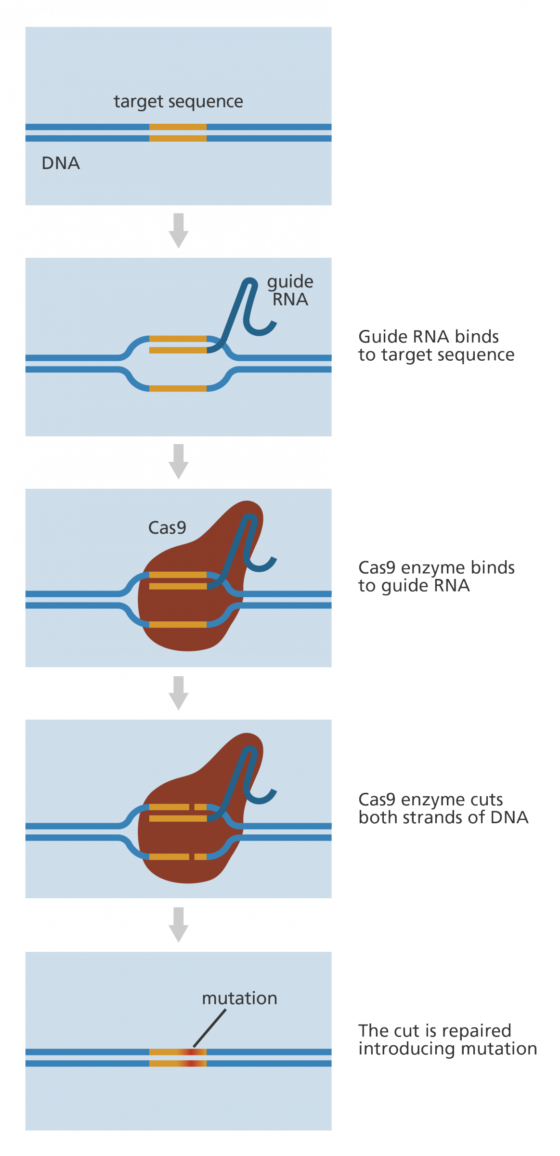 Chemistry Nobel Prize goes to two Scientists for Discovery of CRISPR ...