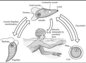 Naegleria Fowleri: The “Brain-Eating Amoeba” – Current Happenings ...